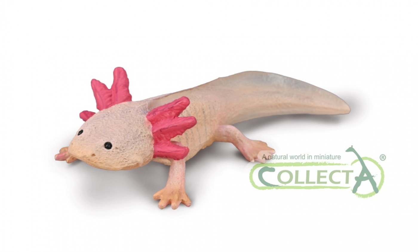 CollectA Wilde Tiere: CollectA Axolotl 80015