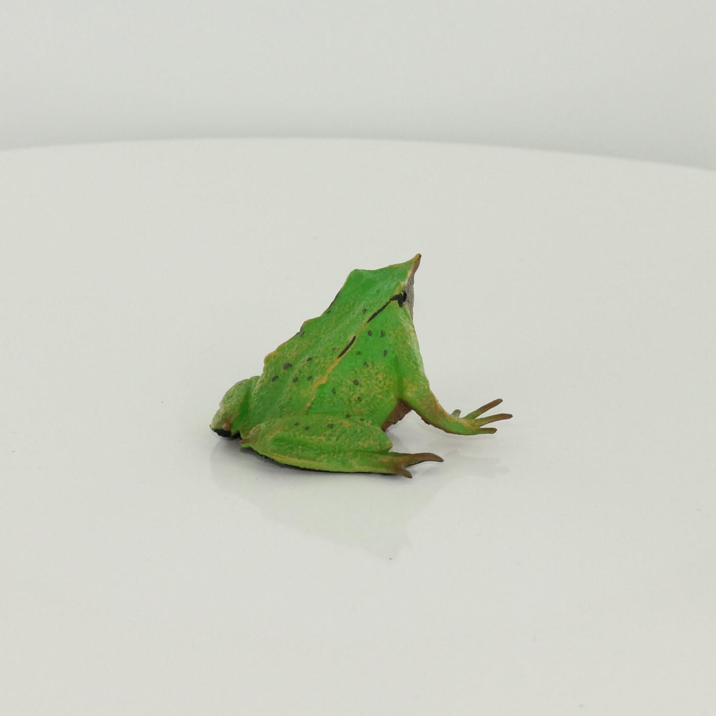 CollectA Wild Life Collection: CollectA Darwins Frog 88938