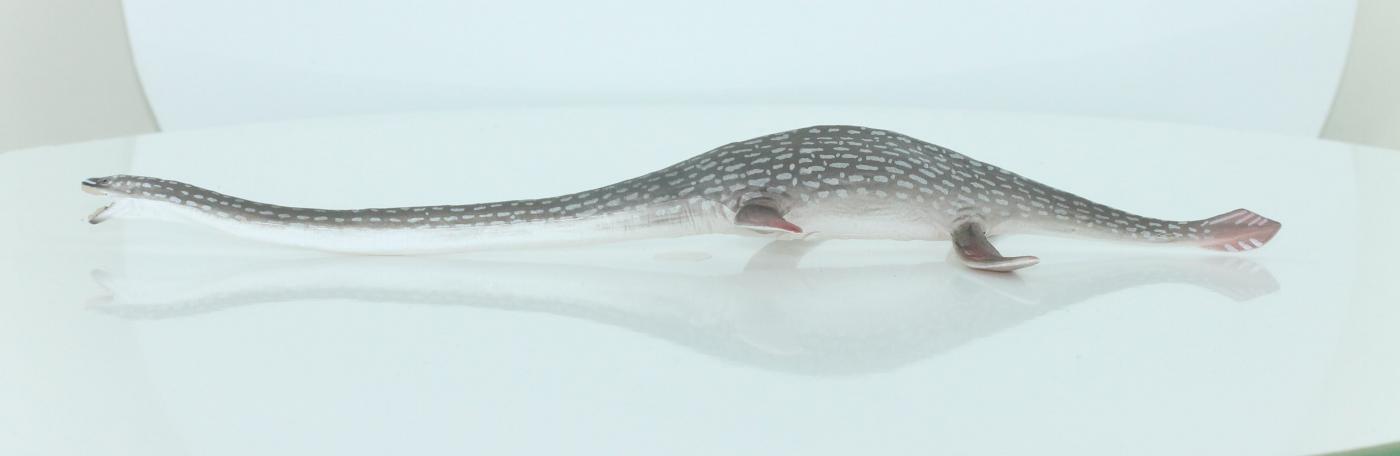 CollectA Urzeit: CollectA Elasmosaurus 88922