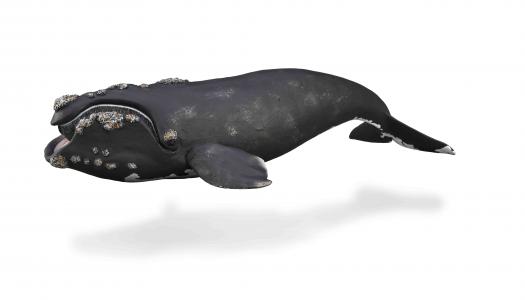 Schleich Wildtiere: Schleich Schwarzer Panther 14774