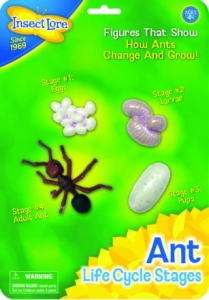 Insect Lore specialized on butterflies and life cycles of insects.