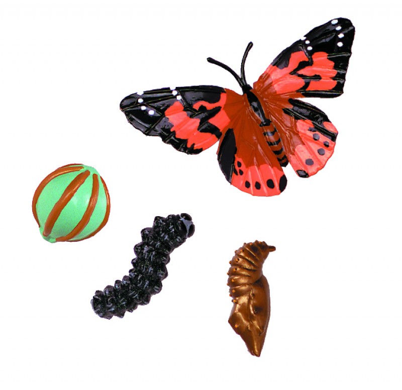 Schmetterling Lebenszyklus i4760