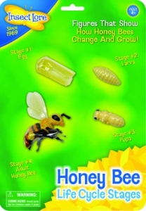 Insect Lore specialized on butterflies and life cycles of insects.