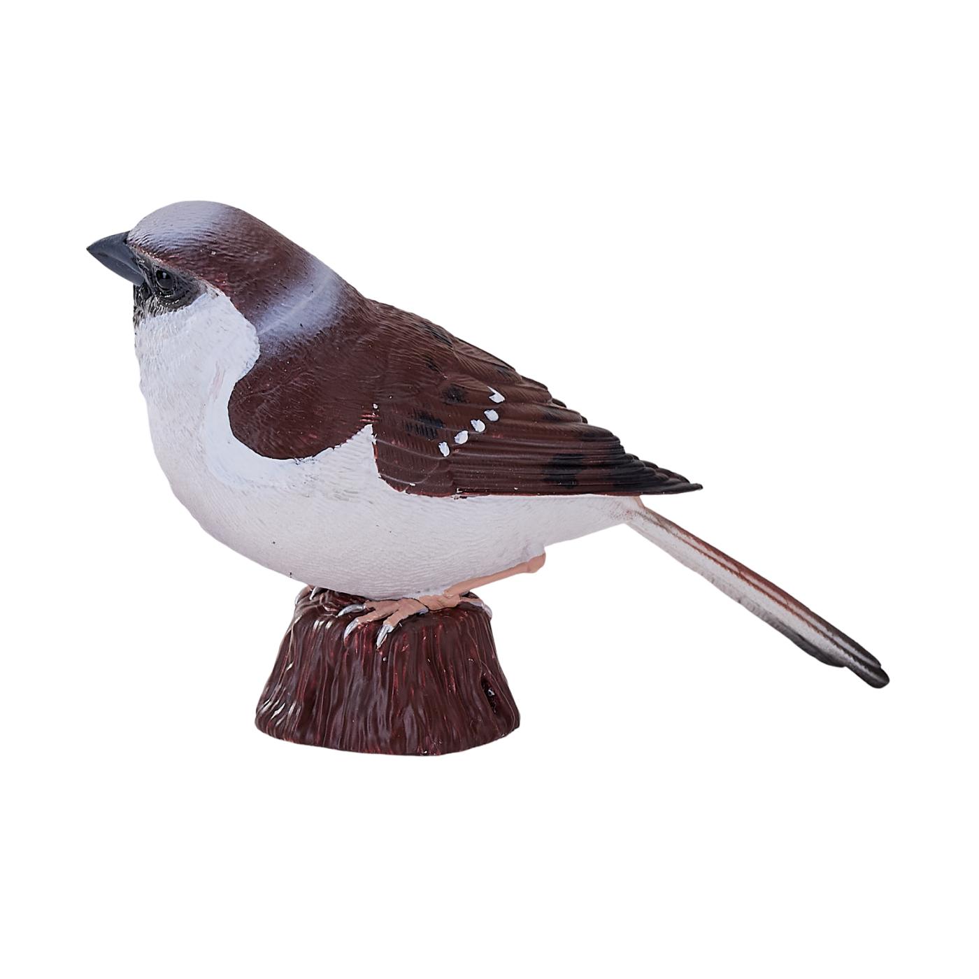 Mojo Vögel Haussperling