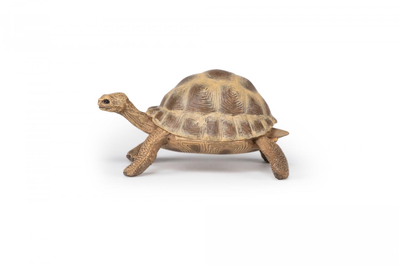 Papo Wild Animal Kingdom: Papo Greek tortoise 50264