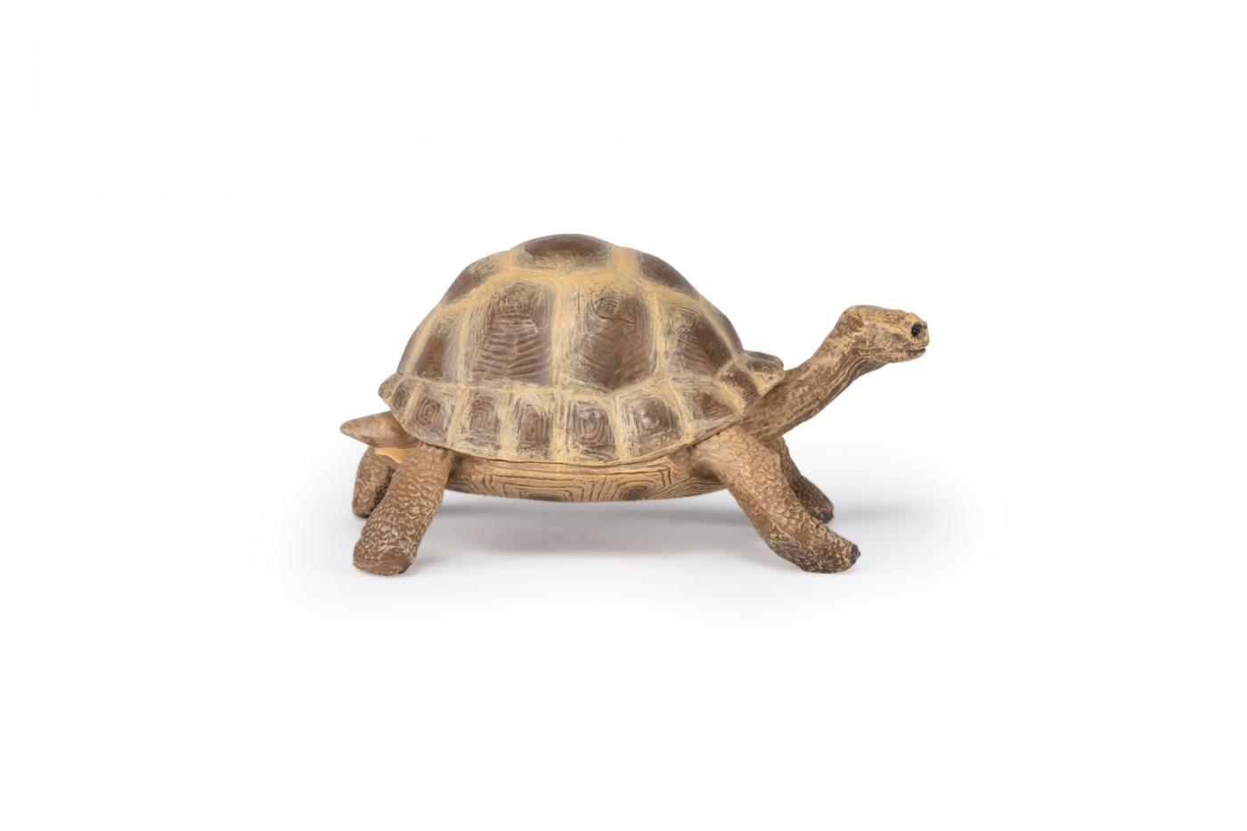 Papo Wild Animal Kingdom: Papo Greek tortoise 50264