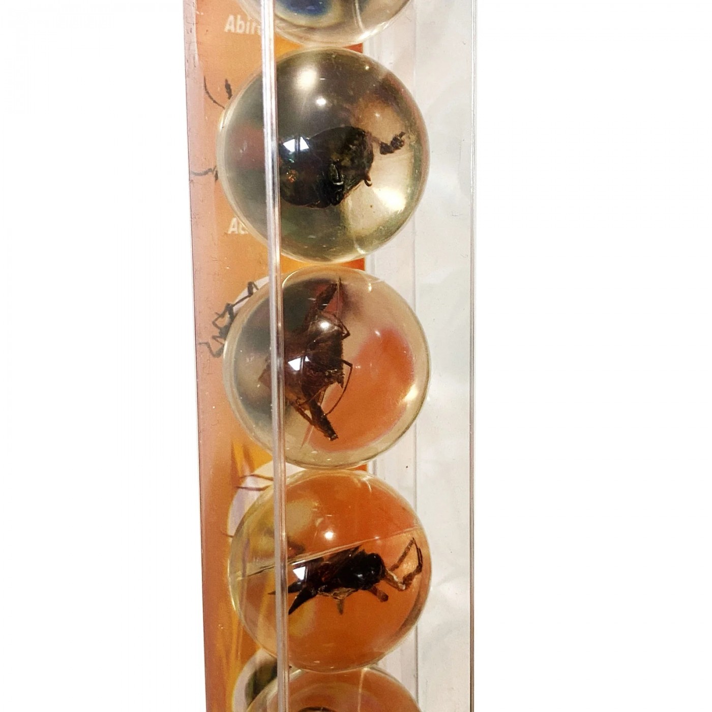 Safariology: Safari Geoworld Bug Marbles - Real Bug Specimens in ...
