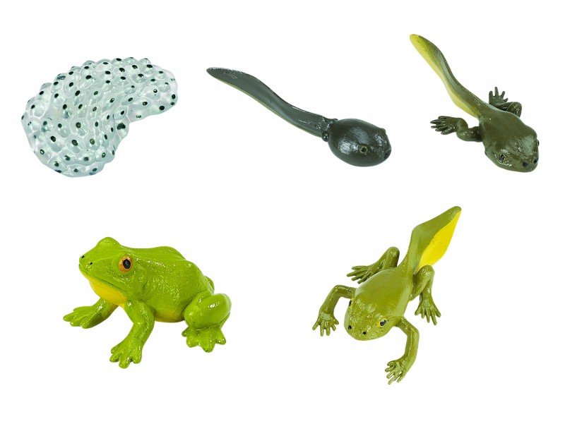 Safari 2691 Life cycle of a frog - science at spielzeug-guenstig.de