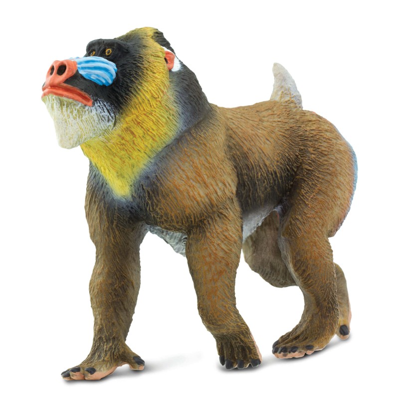 Safari Wild Life: Safari Mandrill primate 100273