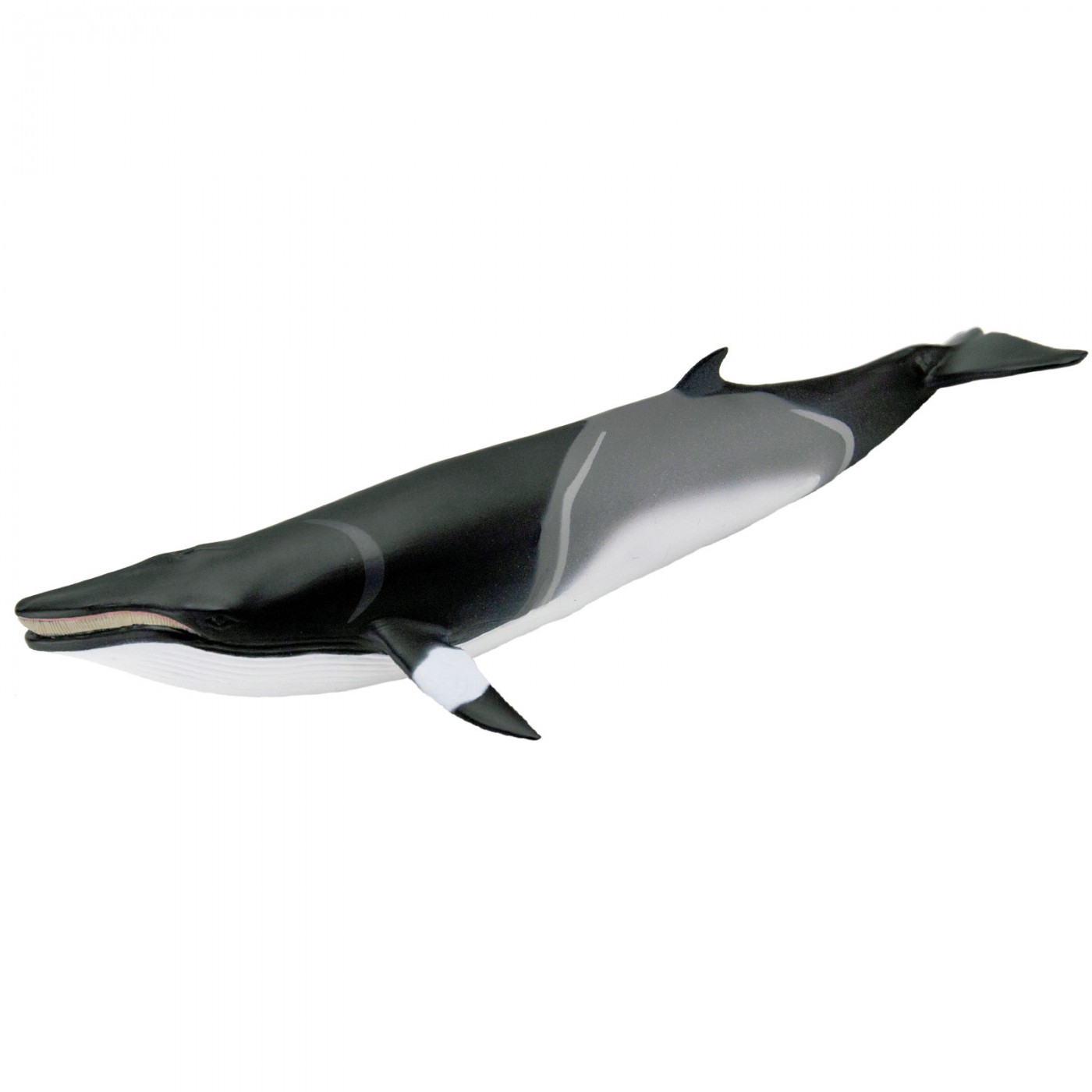 Safari Wild Safari Sea Life: Safari Minke whale 100413
