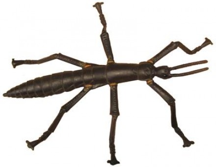 Animals of Australia Lord Howe Island Stick Insect 75348 Insects