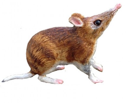 Animals of Australia Small Bandicoot 75371 Wild Life