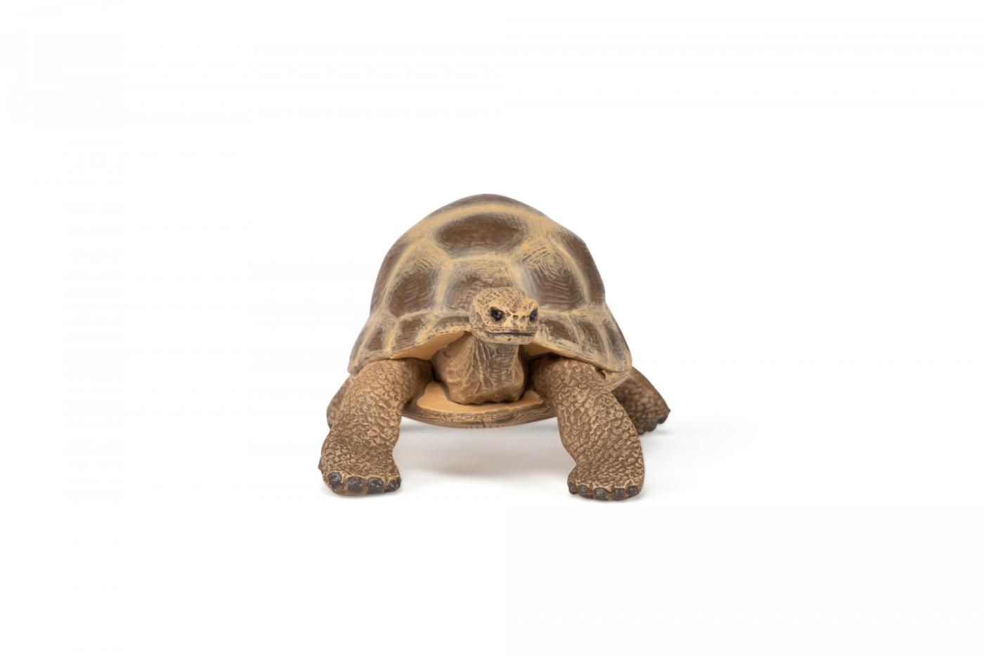 Papo Wild Animal Kingdom: Papo Greek tortoise 50264