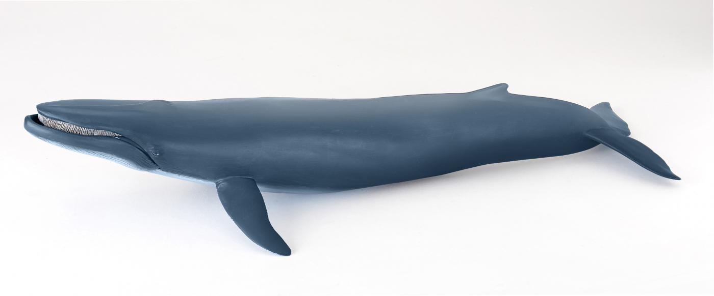 Papo Marine Life: Papo Blue whale 56037